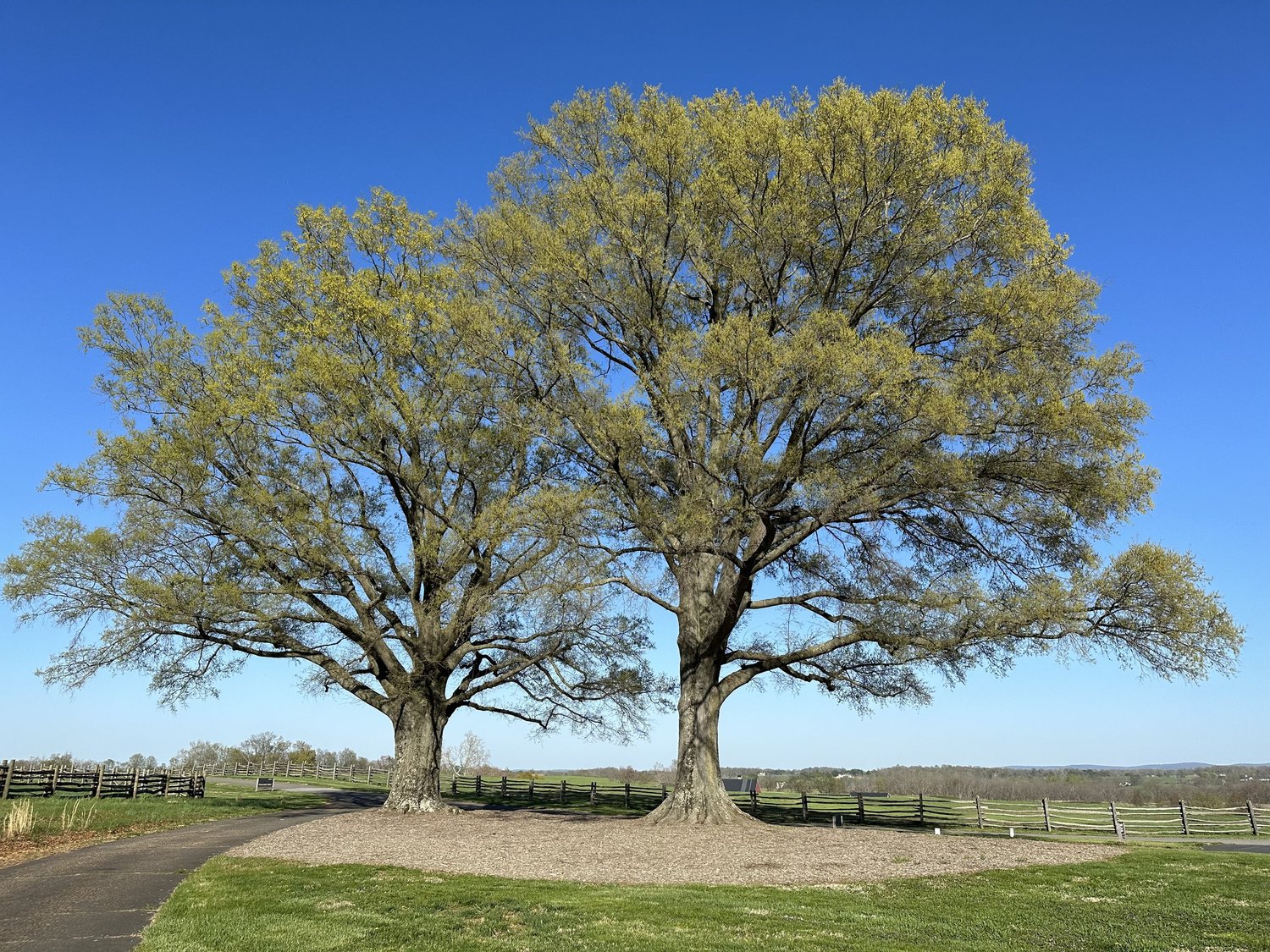 Oak Spring Garden Foundation - Woody Plants