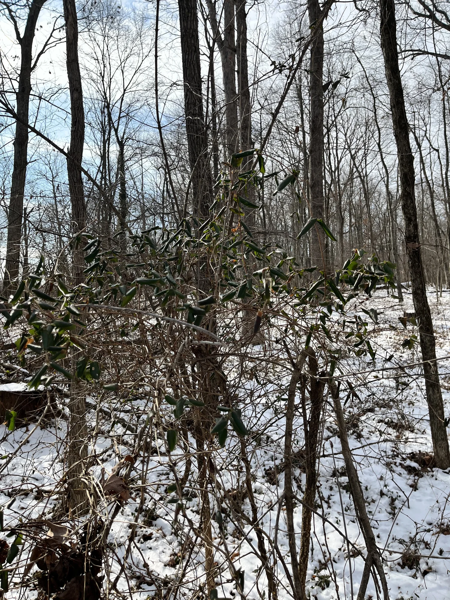 Oak Spring Garden Foundation - Five Notorious Invasive Plants in ...