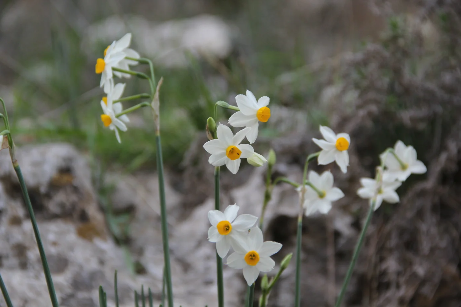 Oak Spring Garden Foundation - Plants of the Lunar New Year