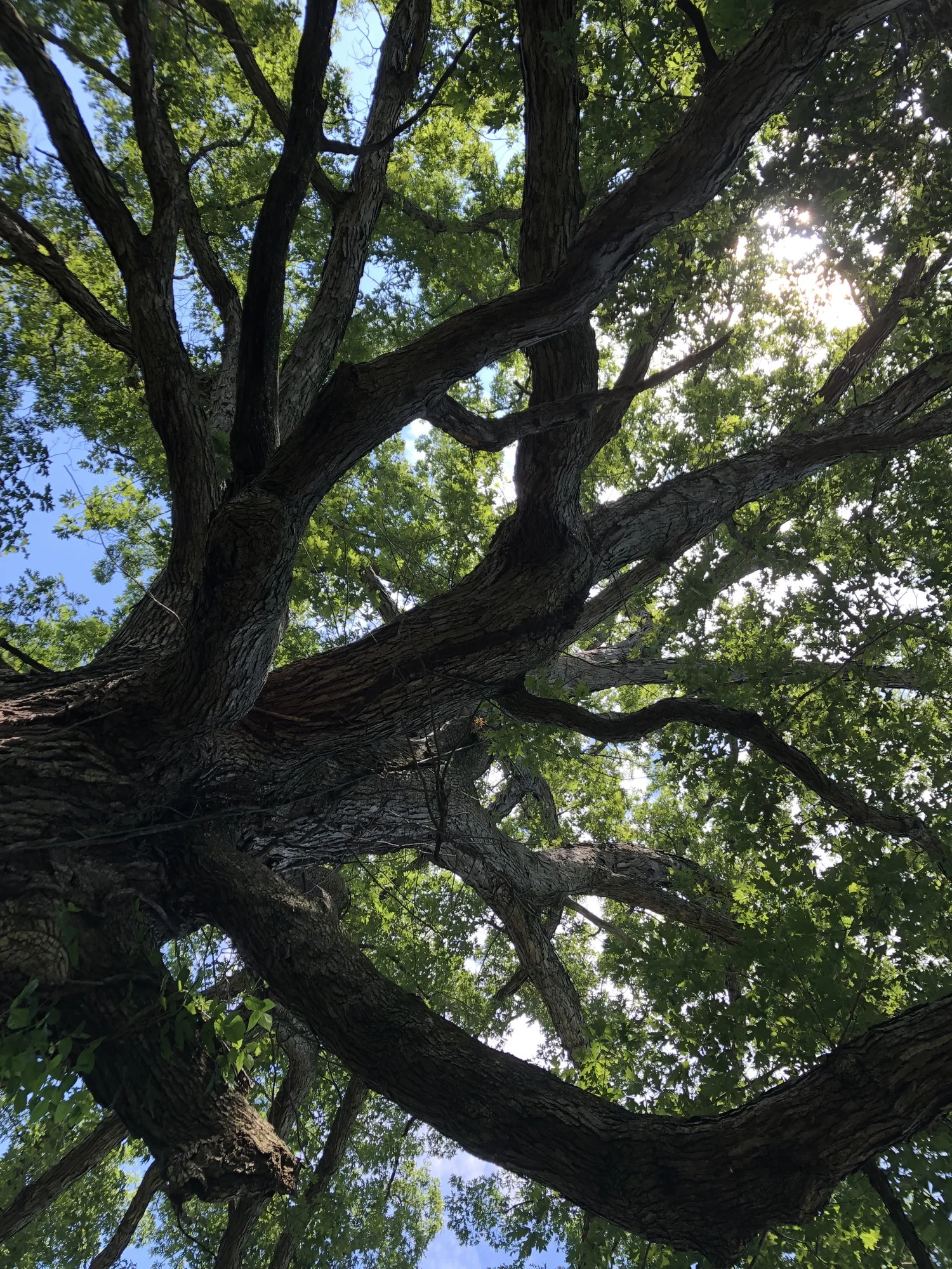 Oak Spring Garden Foundation - Woody Plants