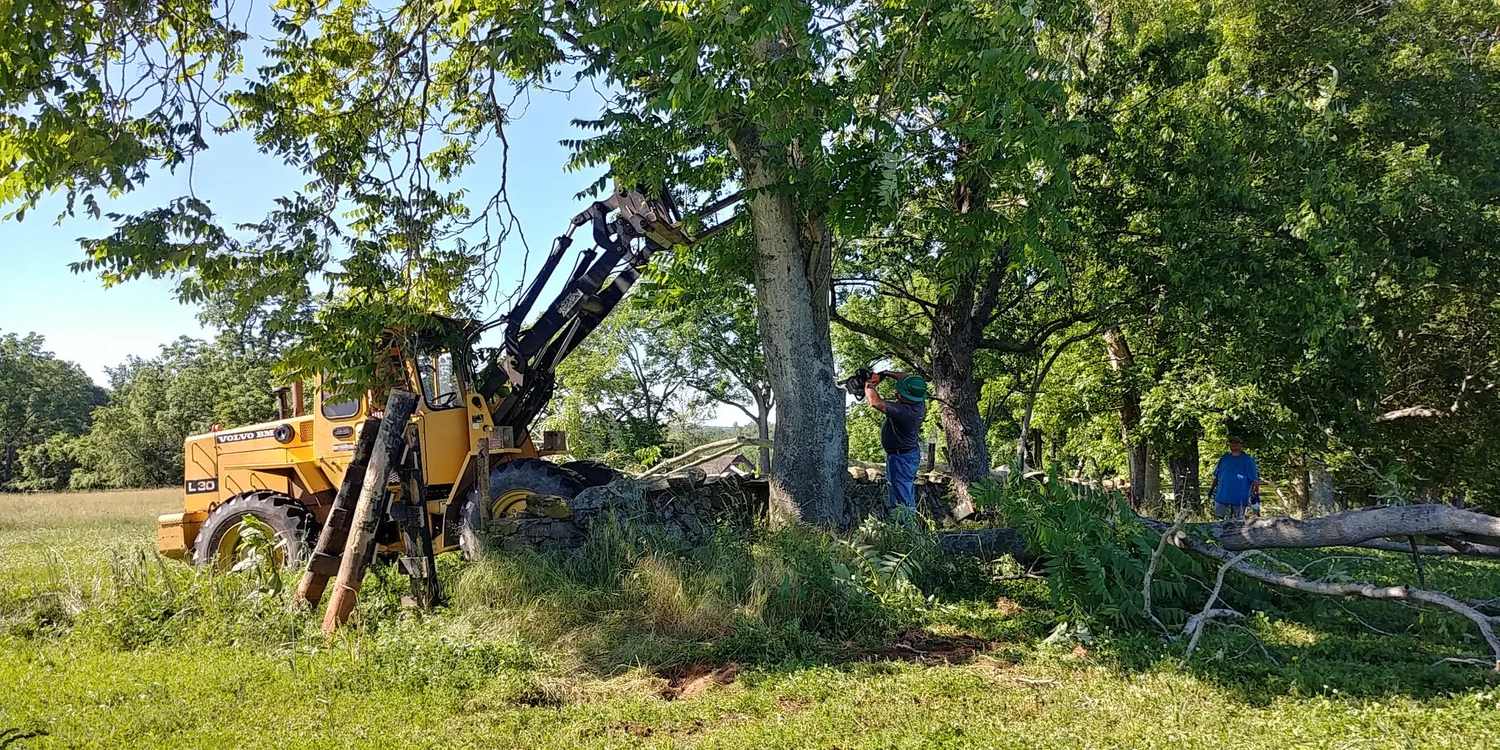Oak Spring Garden Foundation - Five Notorious Invasive Plants in ...