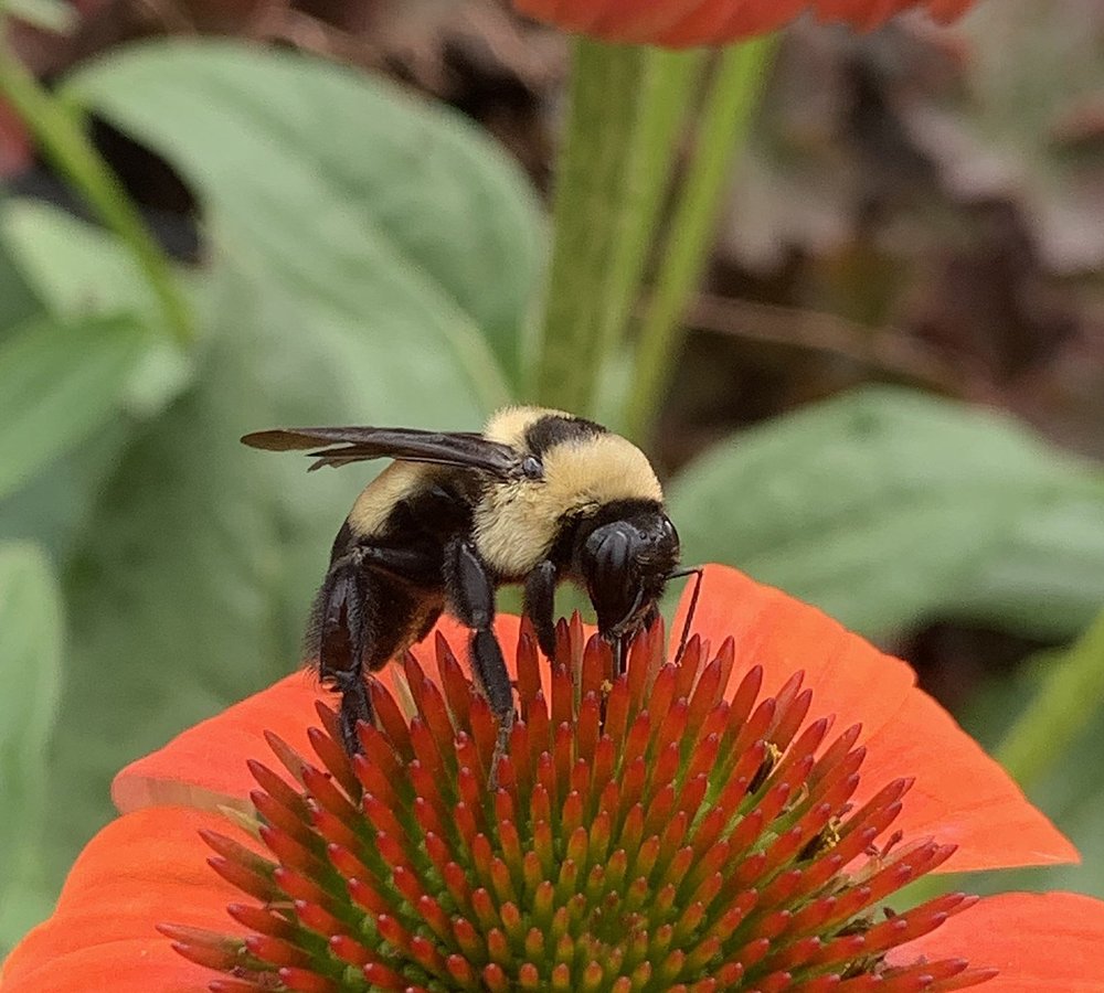 Oak Spring Garden Foundation - Four At-Risk North American Bumble Bee ...