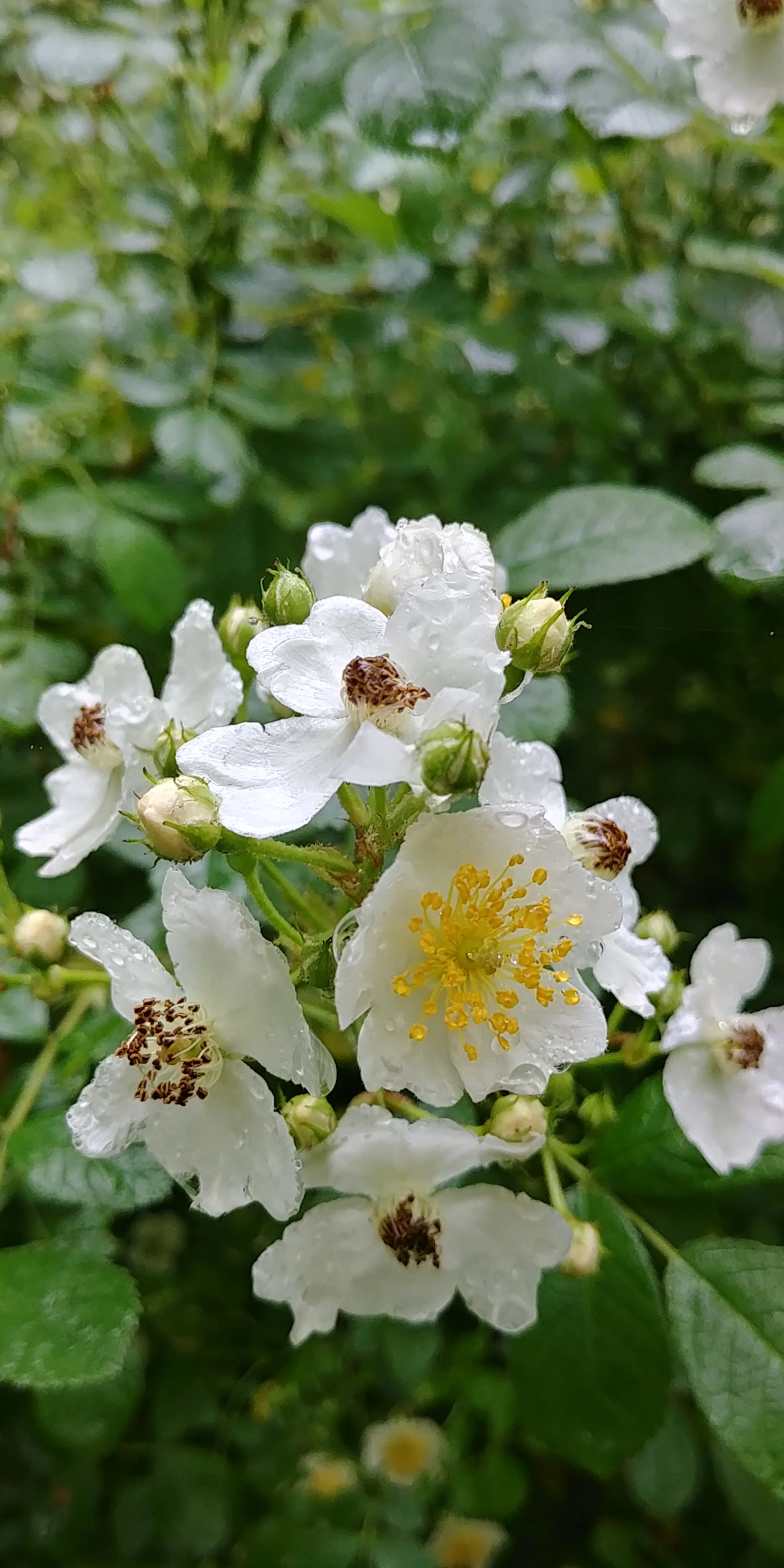 Oak Spring Garden Foundation - Five Notorious Invasive Plants in ...