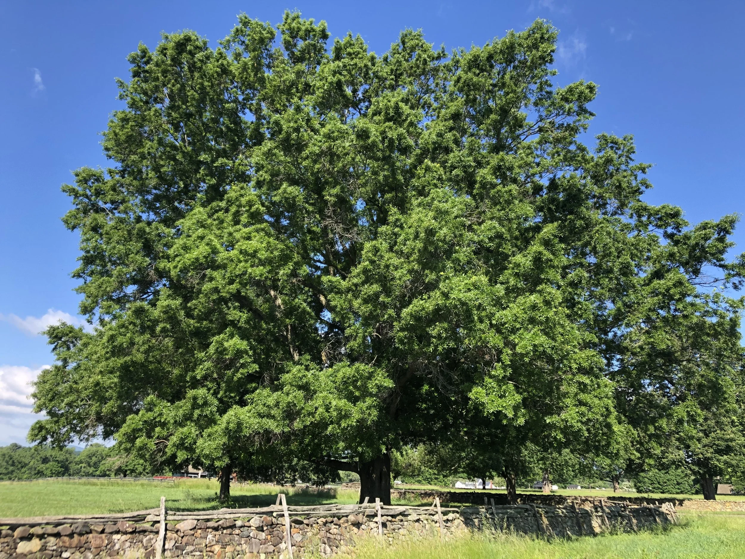 Oak Spring Garden Foundation - Woody Plants