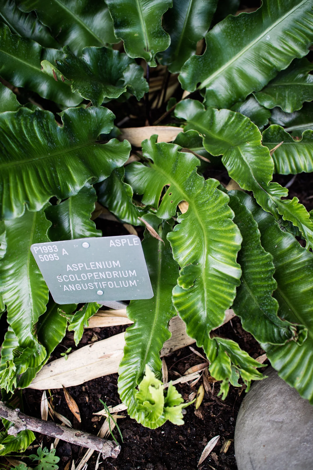 A Plant Lover's Travel Guide: Copenhagen Botanical Garden — Anna Farba ...
