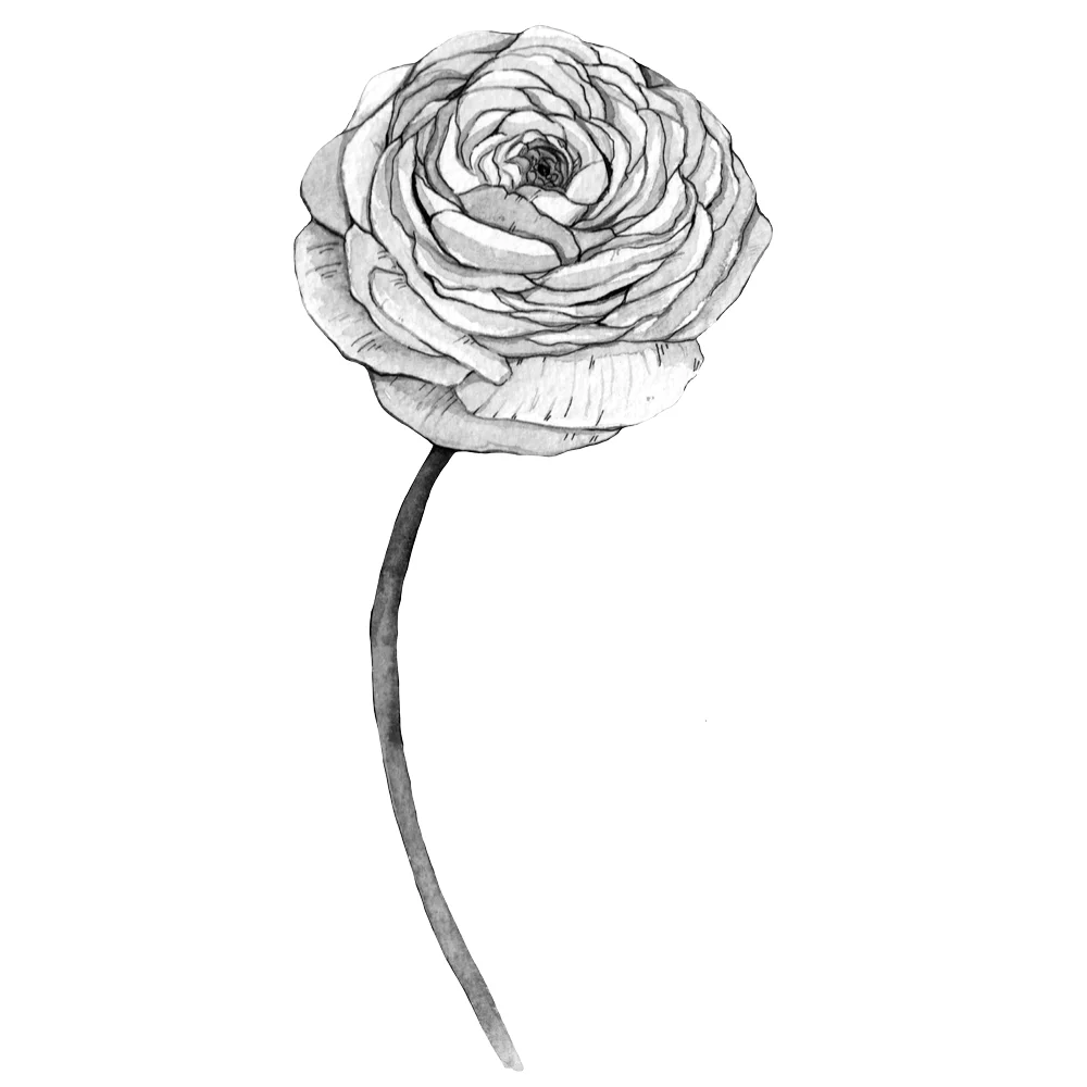 Black and white flower gallery — Anna Farba Illustration