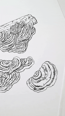 New work: Mushroom Powders packaging illustrations for Harmonic Arts ...