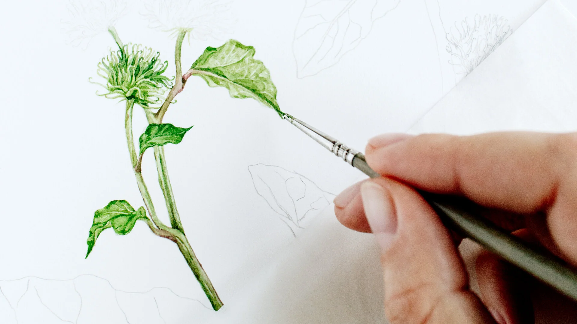 Custom botanical illustrations and original plant drawings — Anna Farba ...