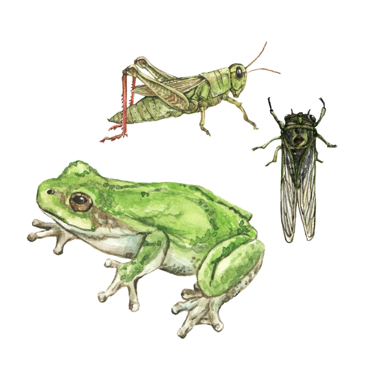 Wildlife, insects illustration — Anna Farba, freelance illustrator and ...