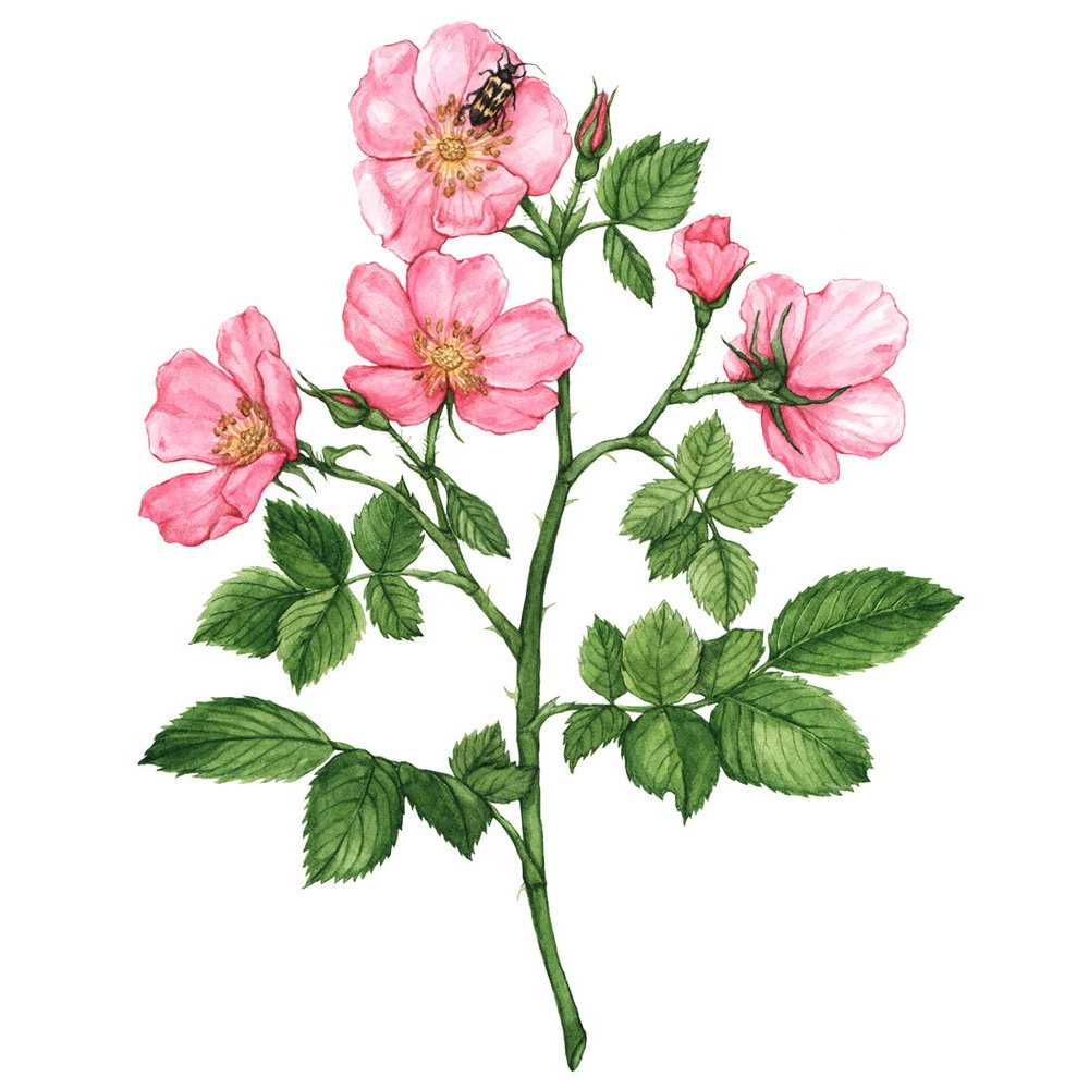 Illustrated flowers — Anna Farba, freelance illustrator and botanical ...