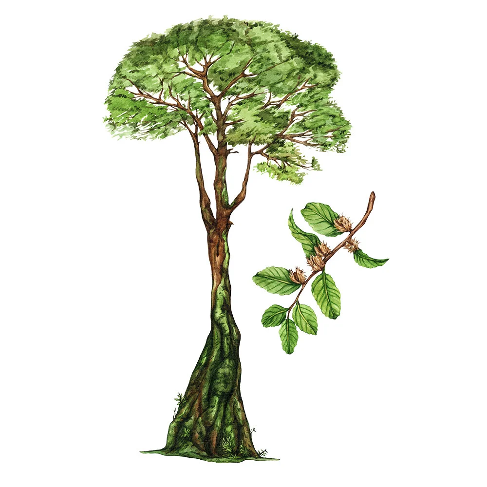 New work: Australian native tree illustrations — Anna Farba, freelance ...