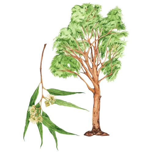 New work: Australian native tree illustrations — Anna Farba, freelance ...