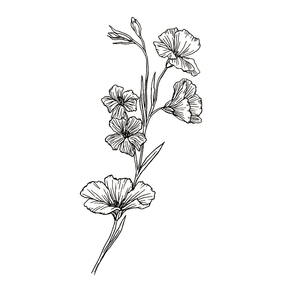 Botanical Flower Drawing