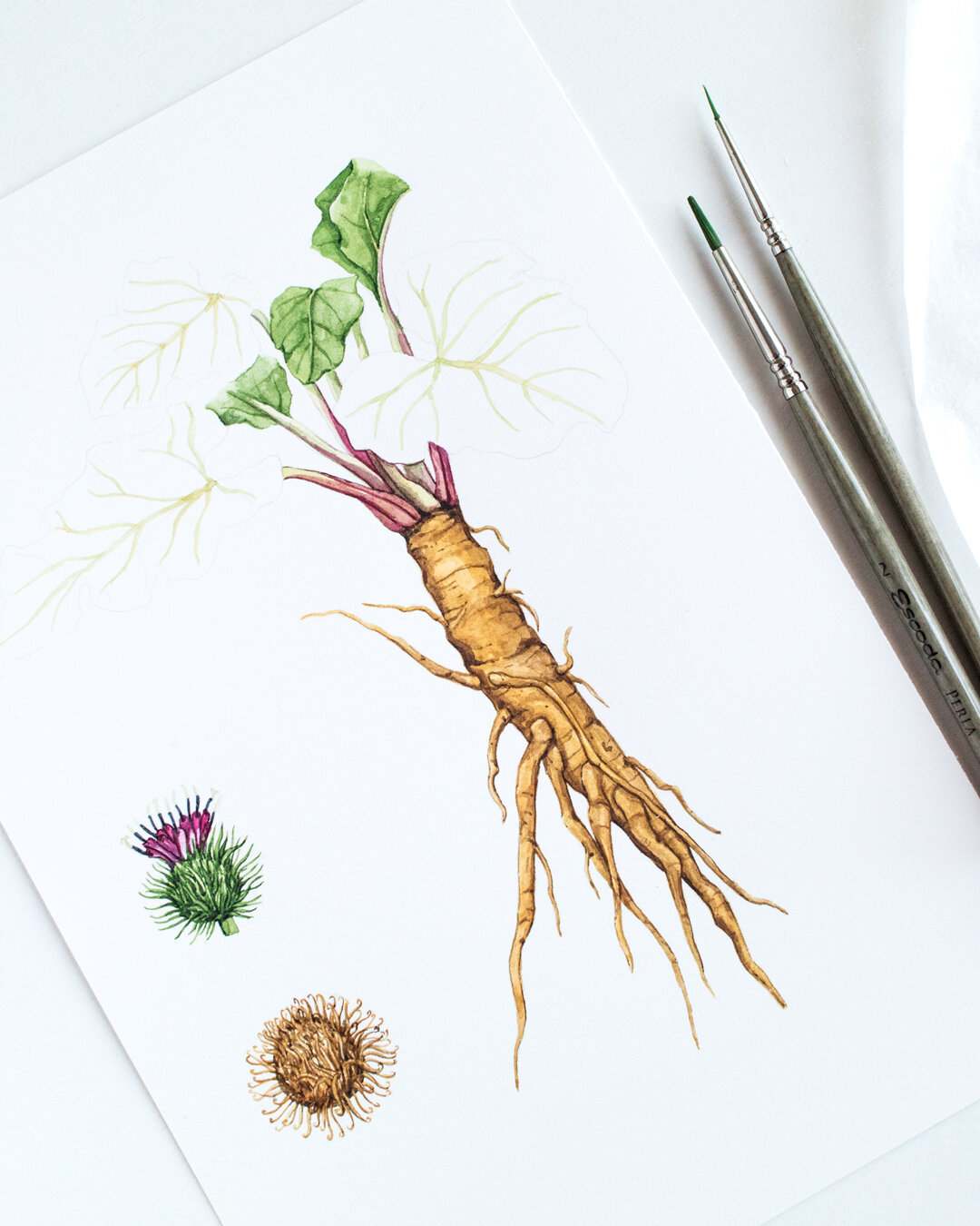 Botanical Illustration Roots