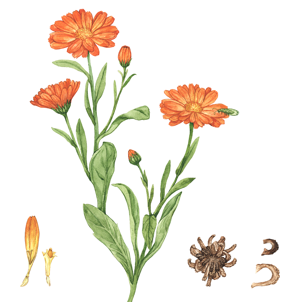 Calendula Botanical Drawing