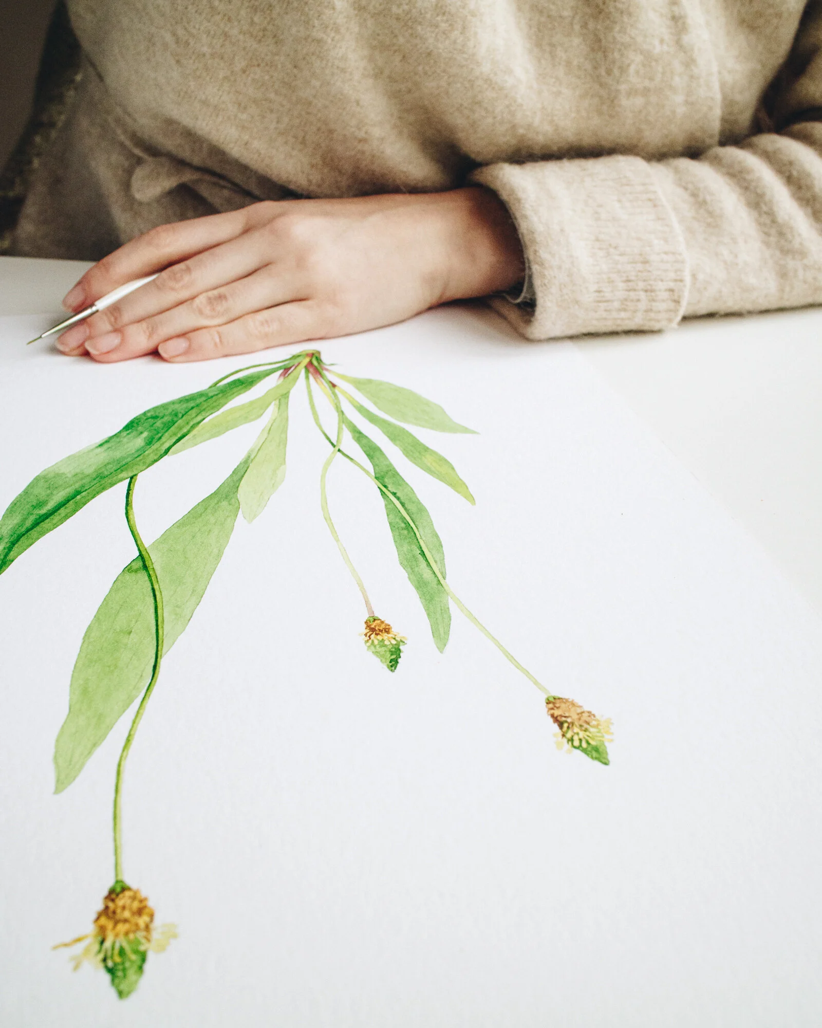 Anna Farba Illustration