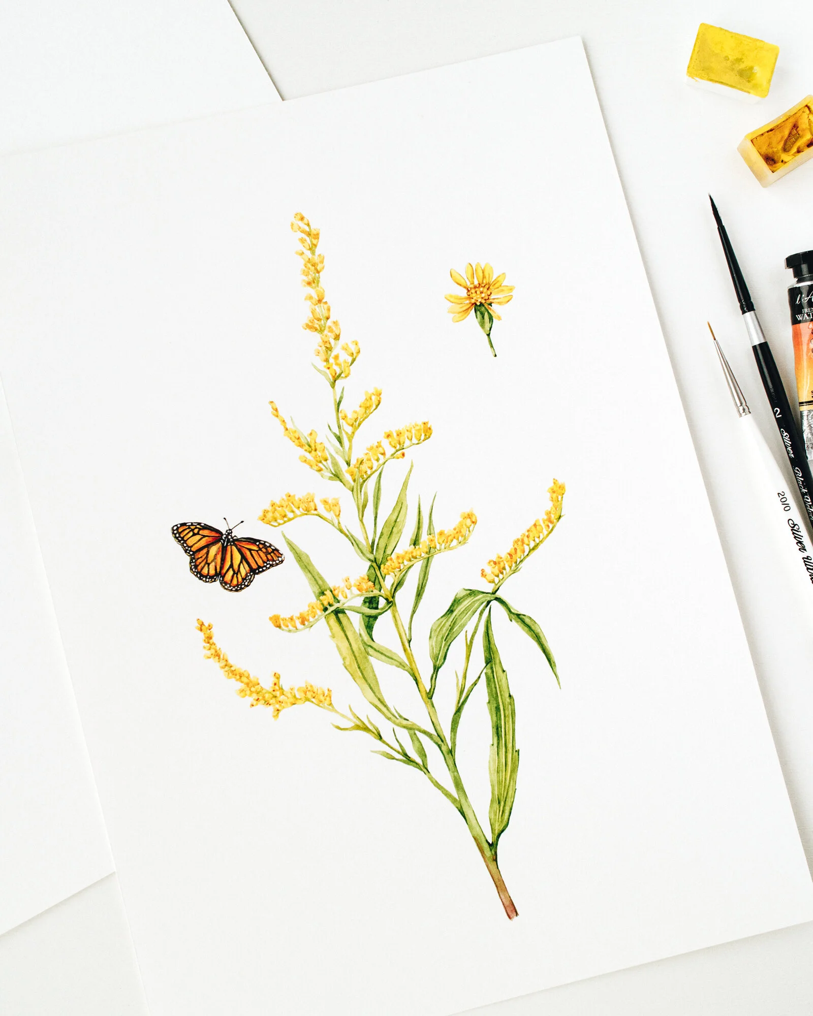 Anna Farba Illustration