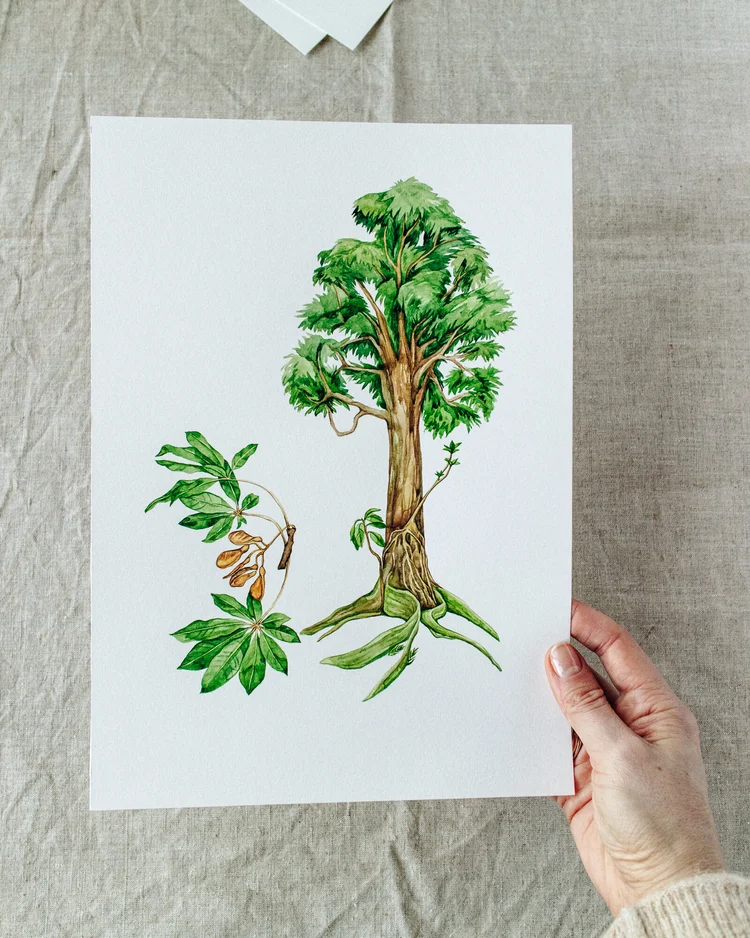 New work: Australian native tree illustrations — Anna Farba, freelance ...