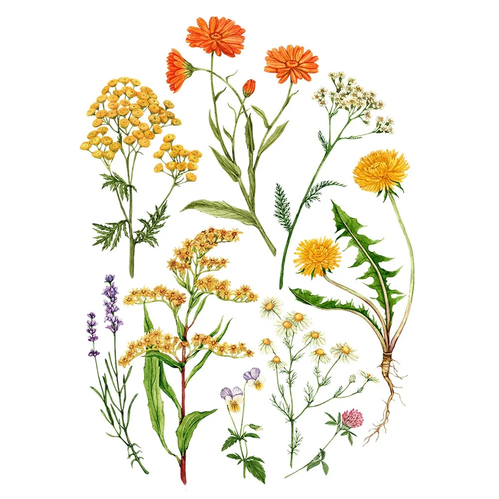 Medicinal plants illustration — Anna Farba Illustration