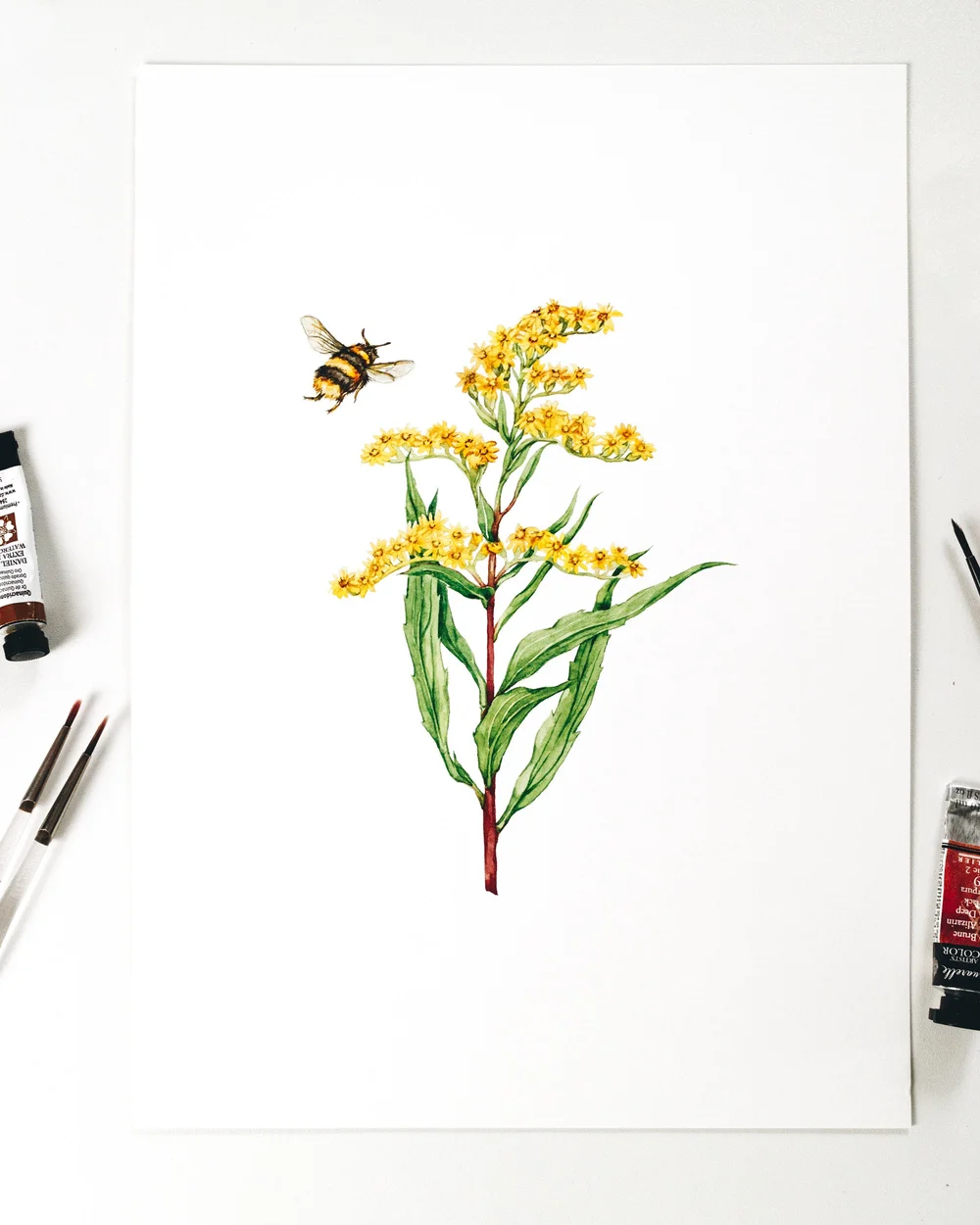 Goldenrod Drawing