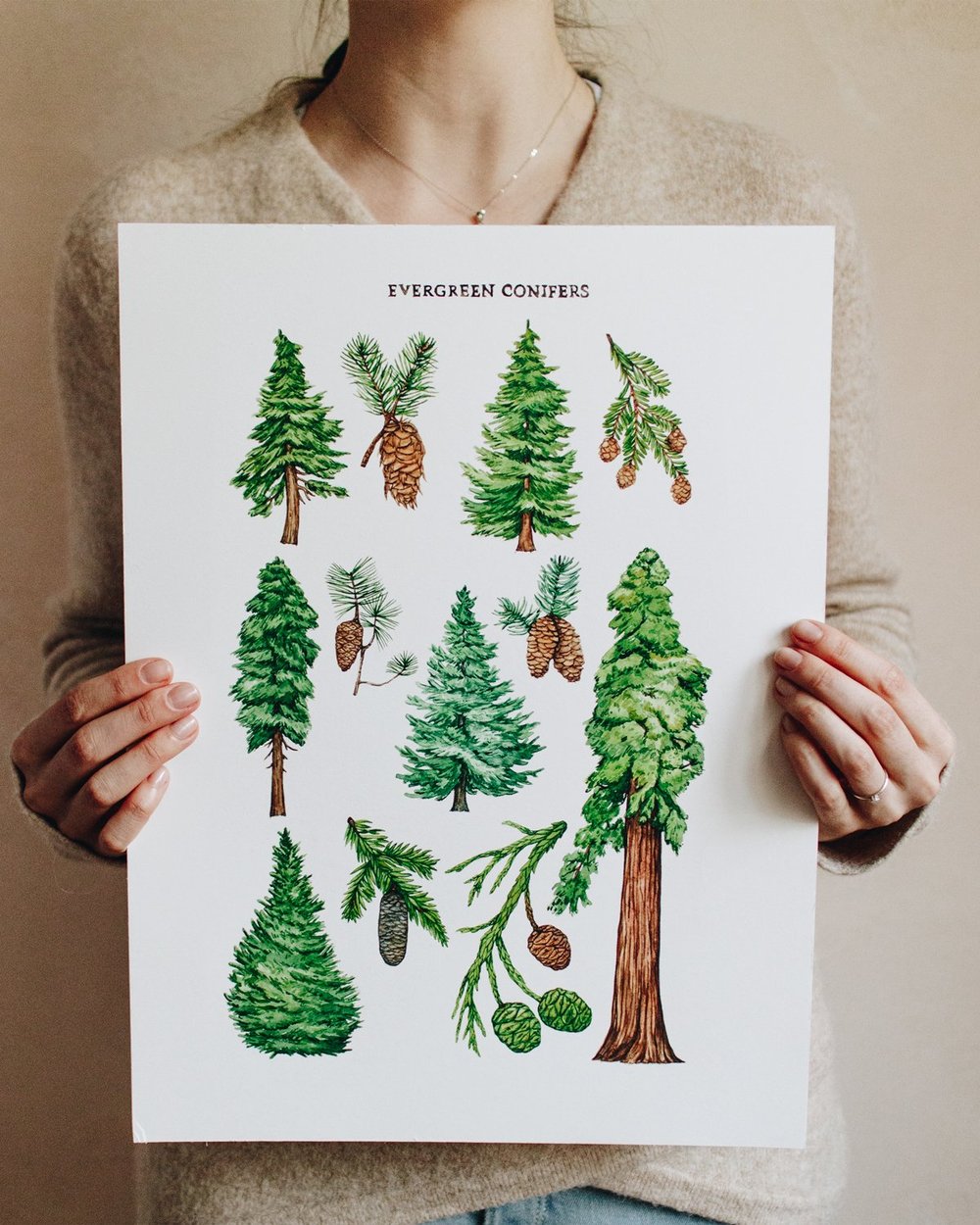 Evergreen Trees Drawing