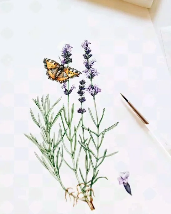 Plant Drawings & Floral Studies — Anna Farba Illustration