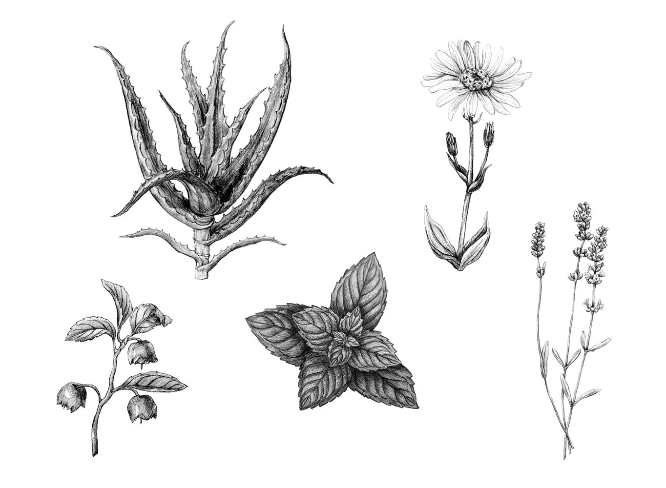 Black and white botanical drawings | Discover Elegant Botanical Art ...