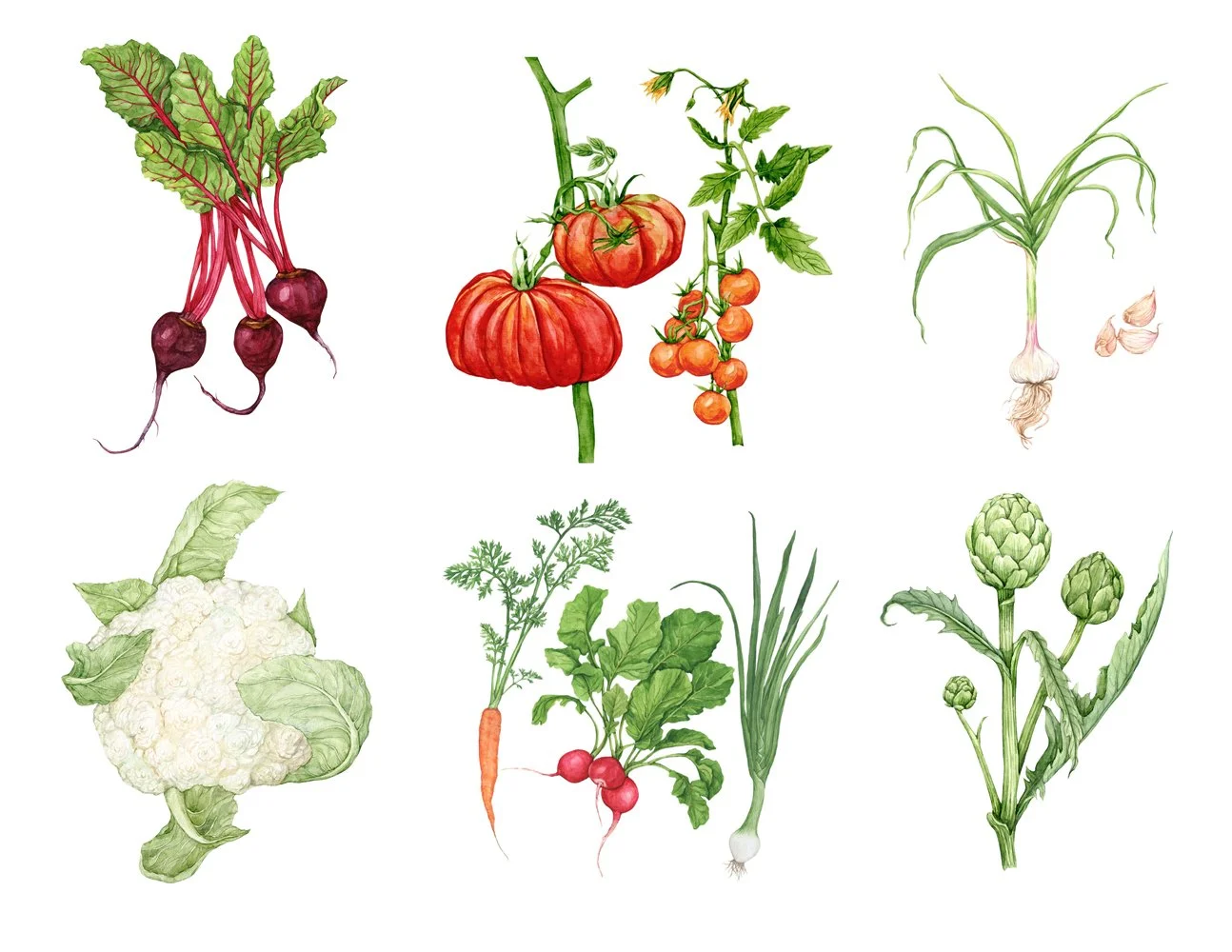Vegetable Plant Drawing Autumn Small Vegetable Patch (155) Plants