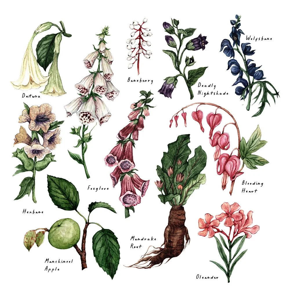 Poisonous Plants Illustration — Anna Farba Illustration