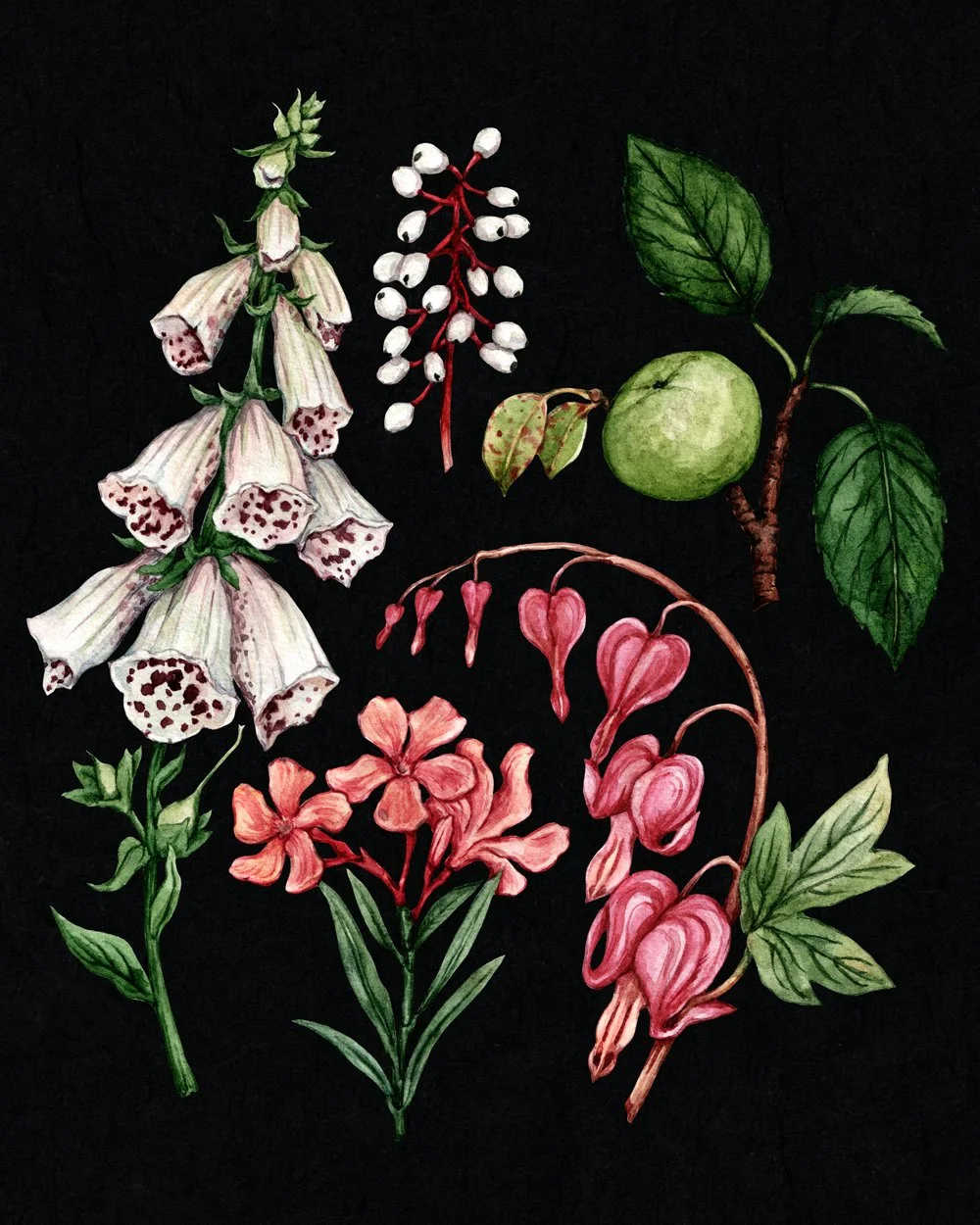Poisonous Plants Illustration — Anna Farba Illustration