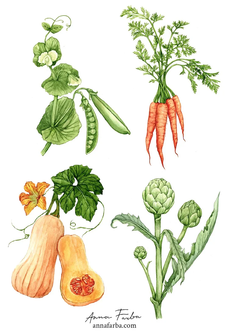 Illustration Spotlight: Watercolor flowers and vegetables for seed ...