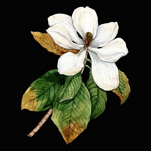 Anna Farba Illustration