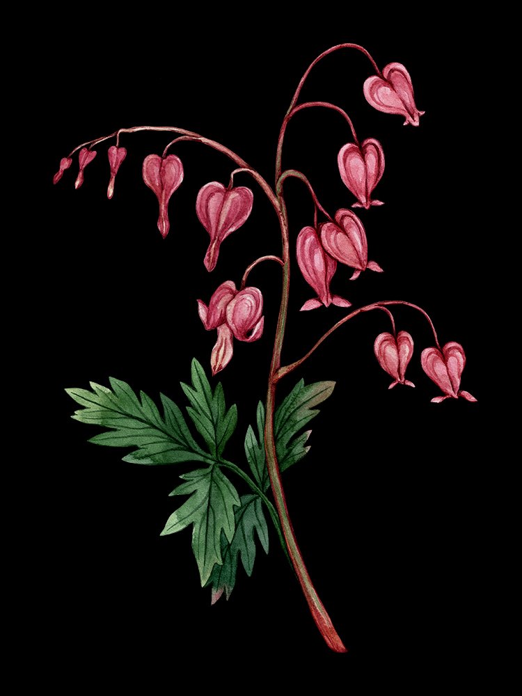 Poisonous Plants Illustration - Halloween Botanicals — Anna Farba ...