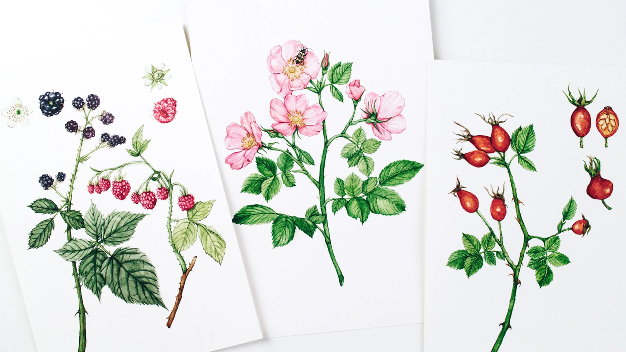 Anna Farba Illustration