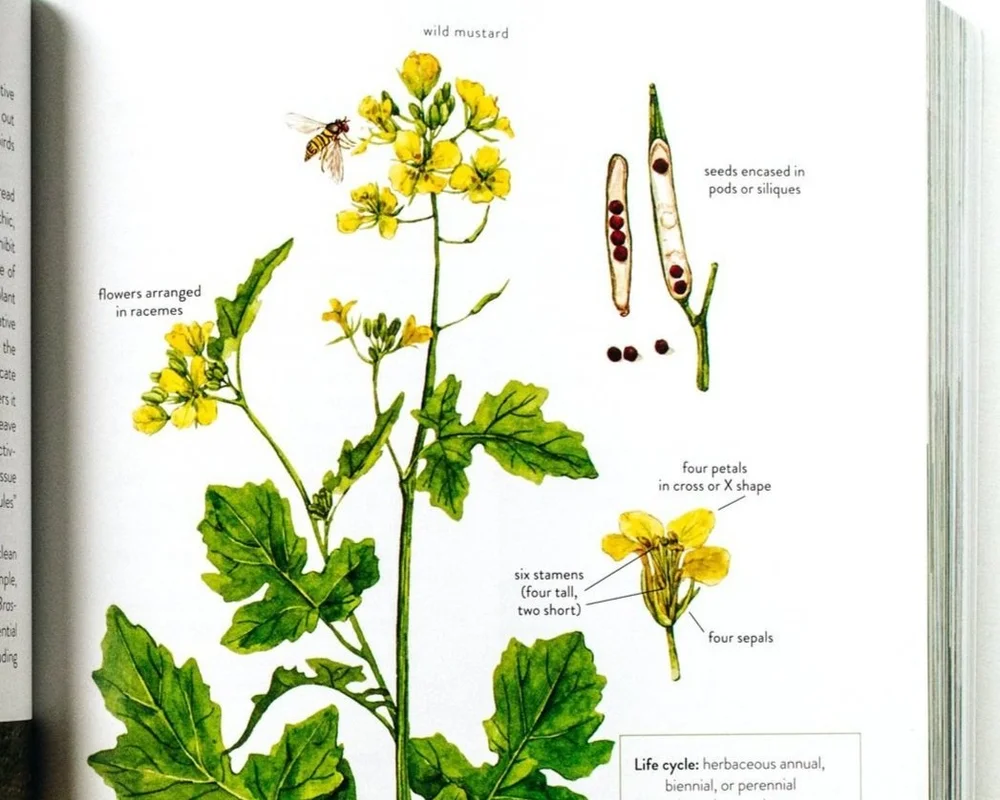 Wild Remedies Book Illustration - Botanical Watercolor Art — Anna Farba ...