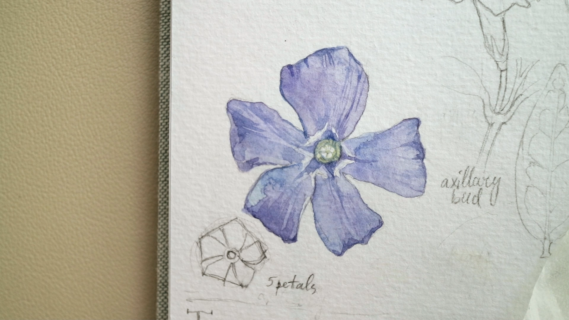 Step-by-Step Watercolor Botanical Illustration: Periwinkle Flower ...