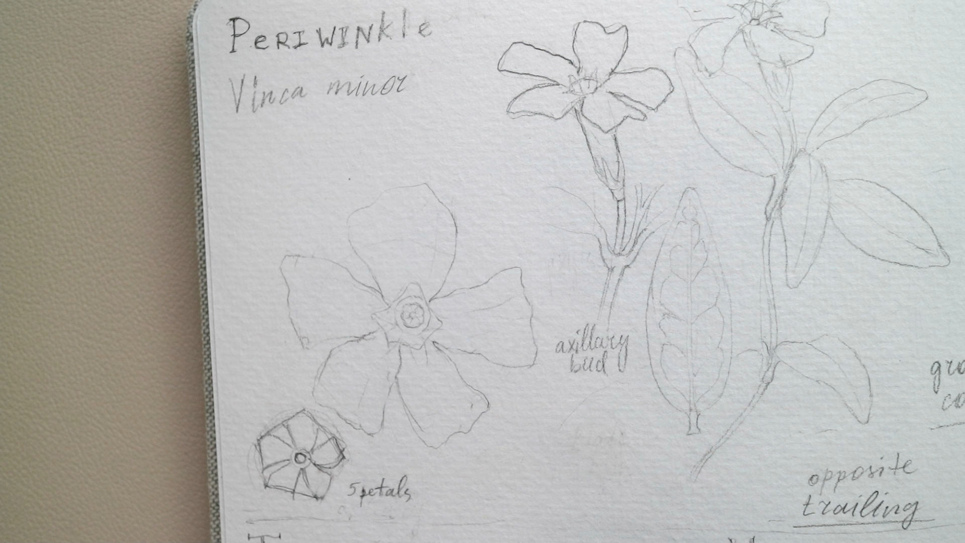 Step-by-Step Watercolor Botanical Illustration: Periwinkle Flower ...