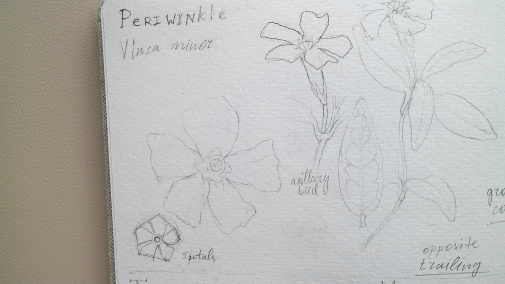 Step-by-Step Watercolor Botanical Illustration: Periwinkle Flower ...