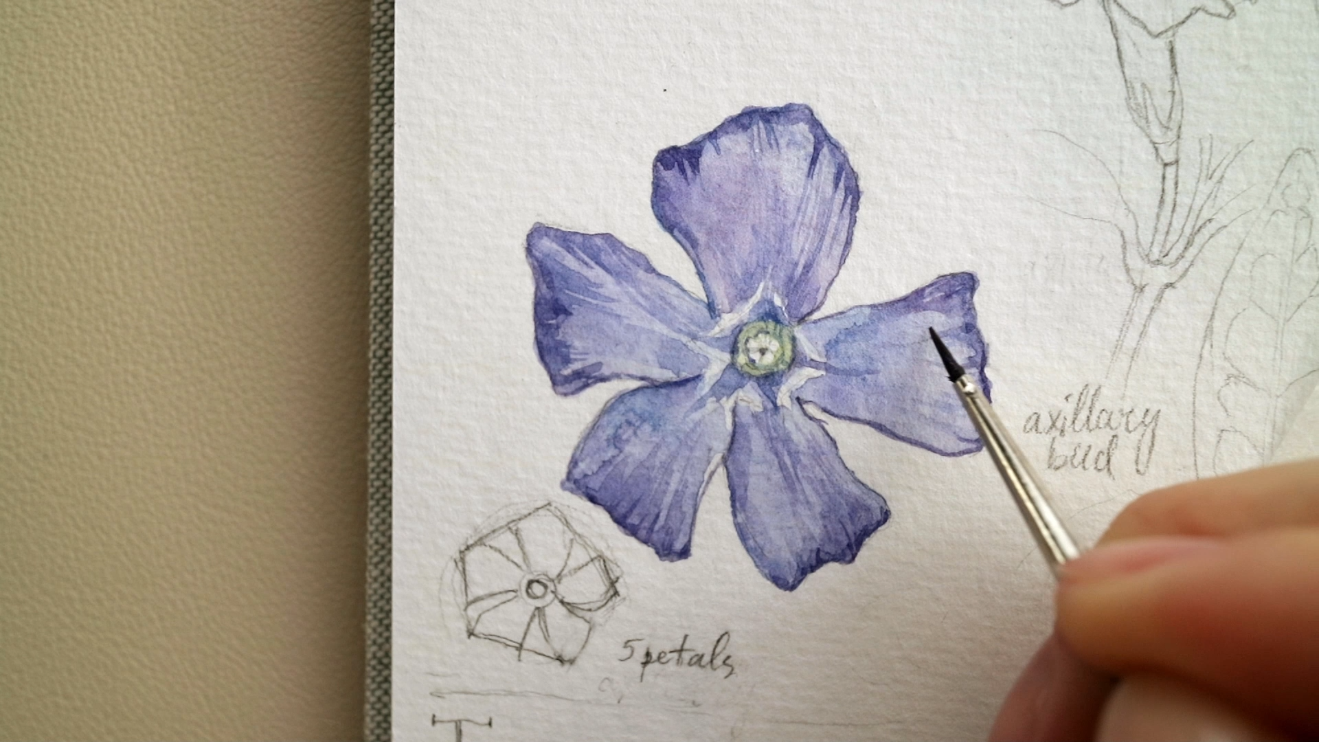 Step-by-Step Watercolor Botanical Illustration: Periwinkle Flower ...