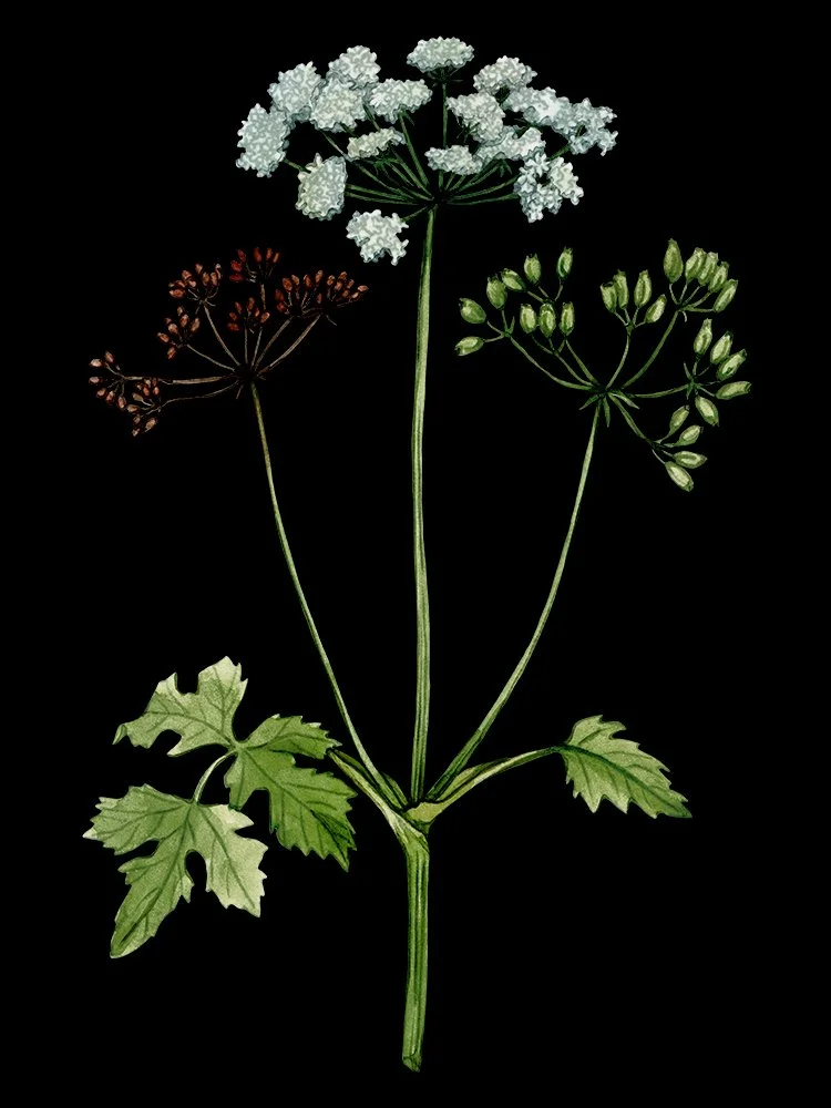 Poisonous Plants Illustration - Halloween Botanicals — Anna Farba ...