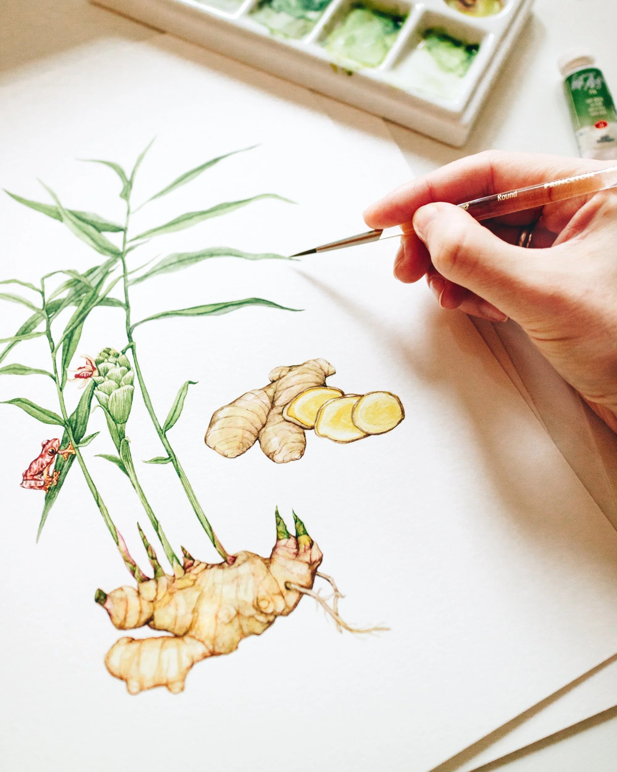 Anna Farba Illustration