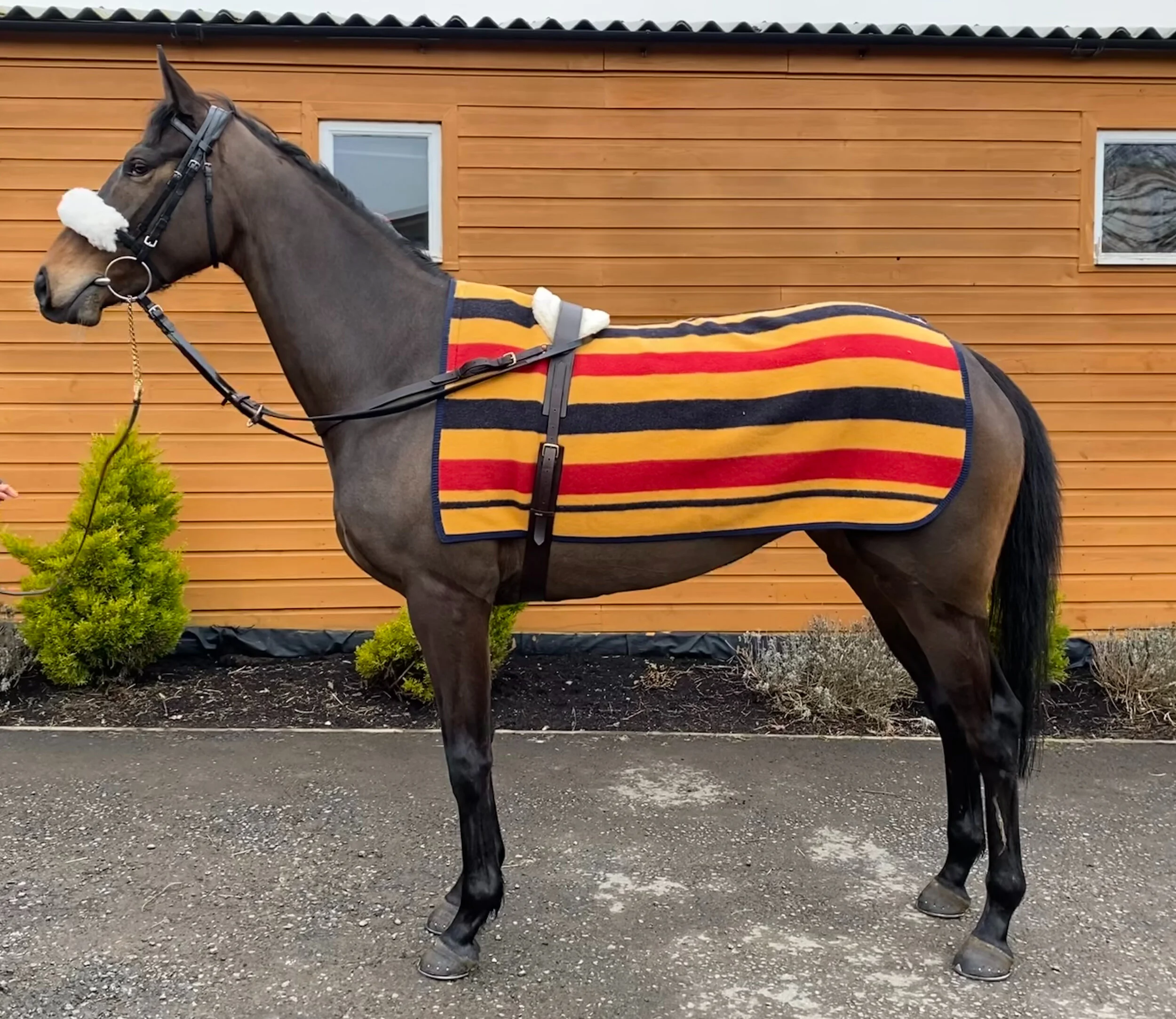 Our Horses — A | D Racing