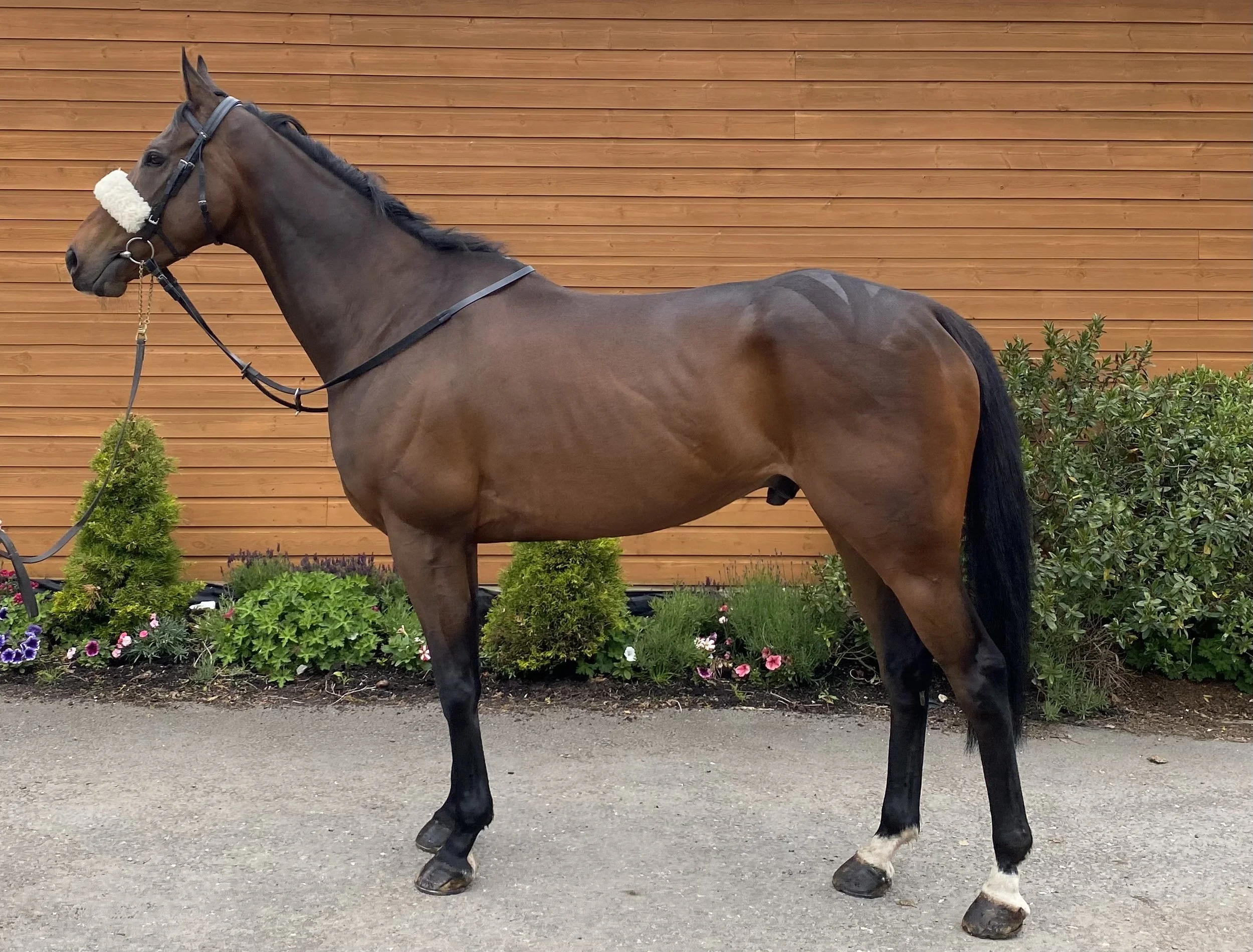 Our Horses — A | D Racing