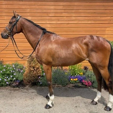 Our Horses — A | D Racing