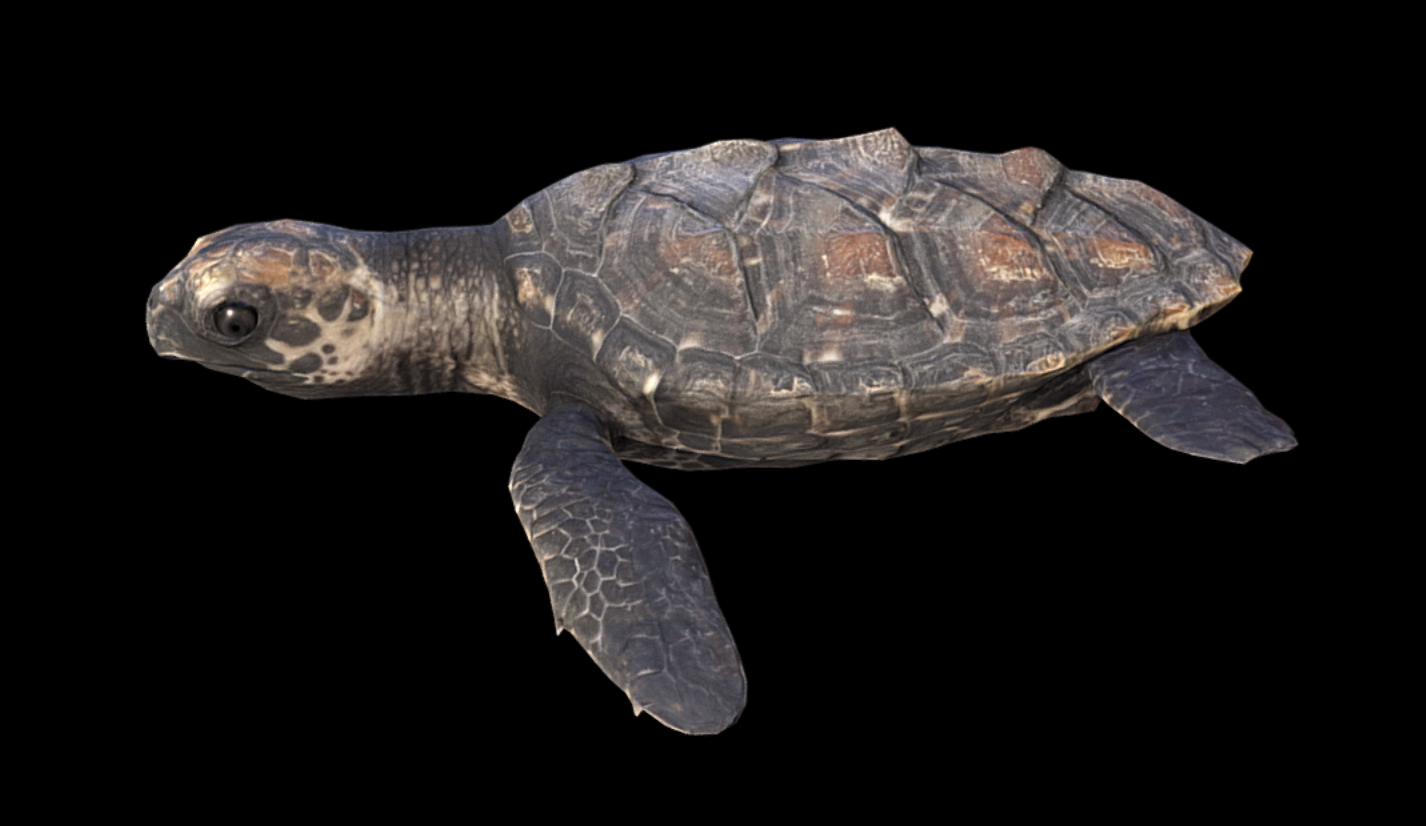 3D Models — Digital Life