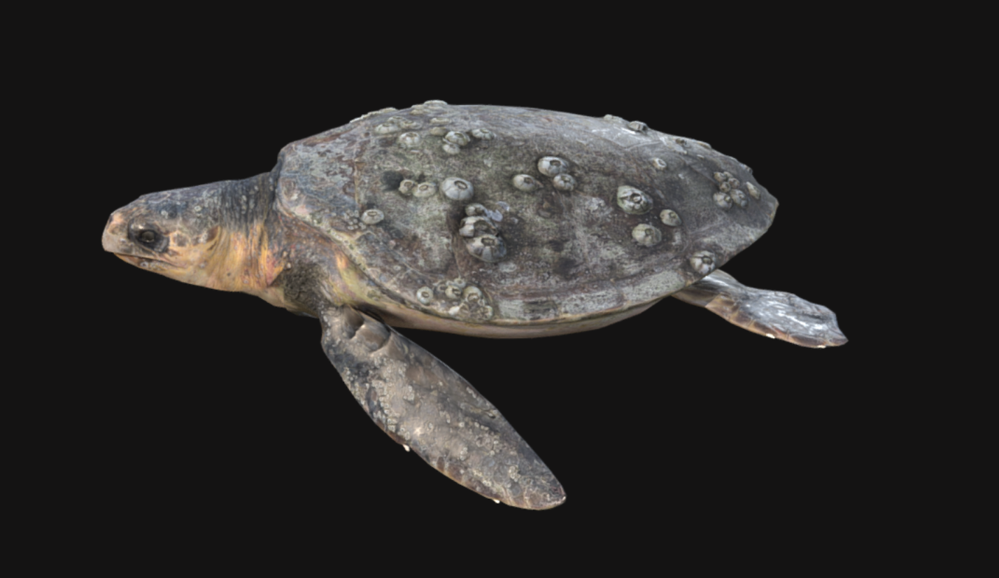 3D Models — Digital Life