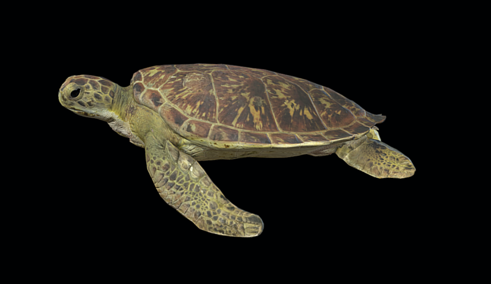 3D Models — Digital Life