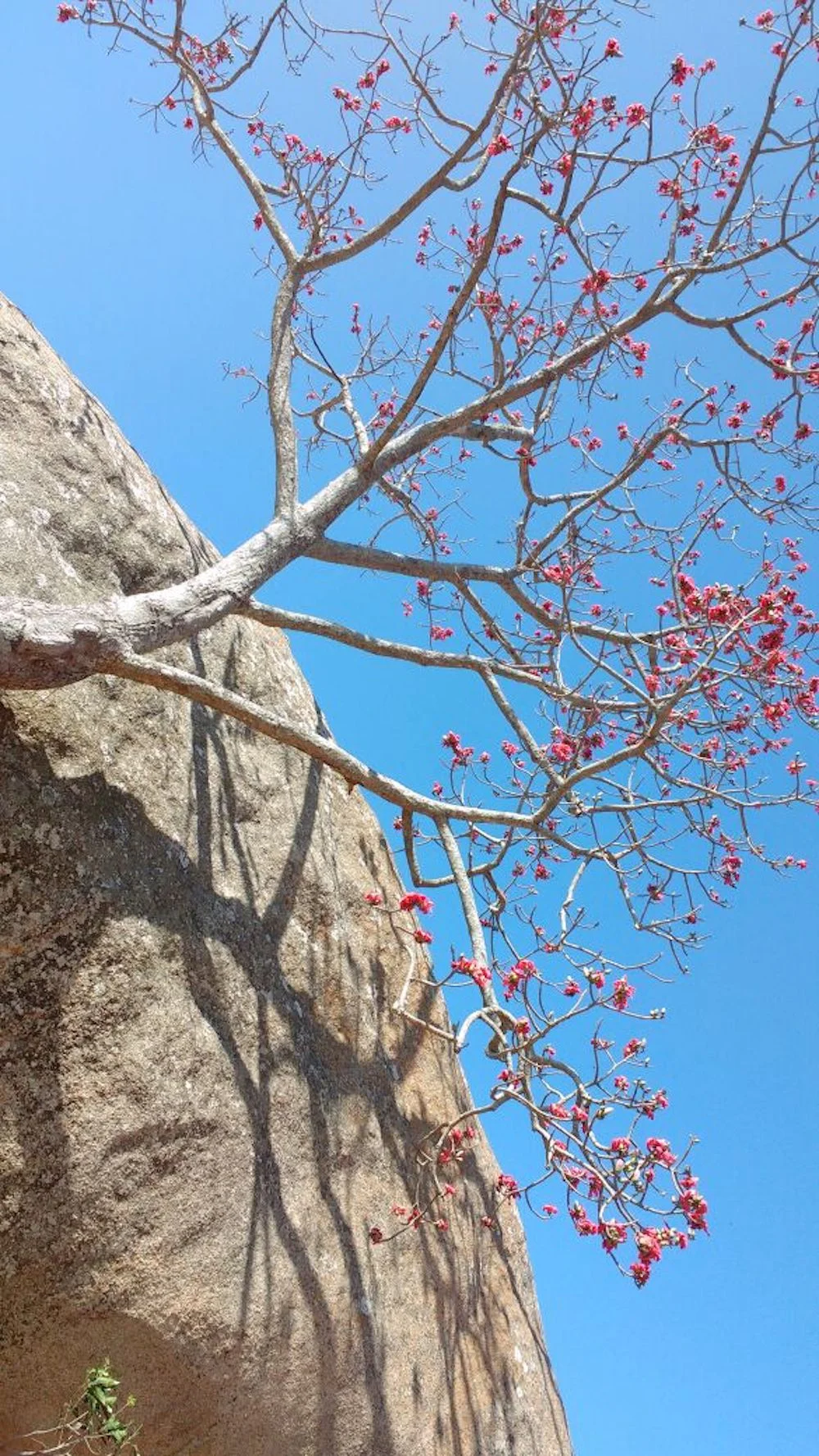 [Photo Essay] A Walk In The Woods Where The Wildflowers Grow — EARTHA