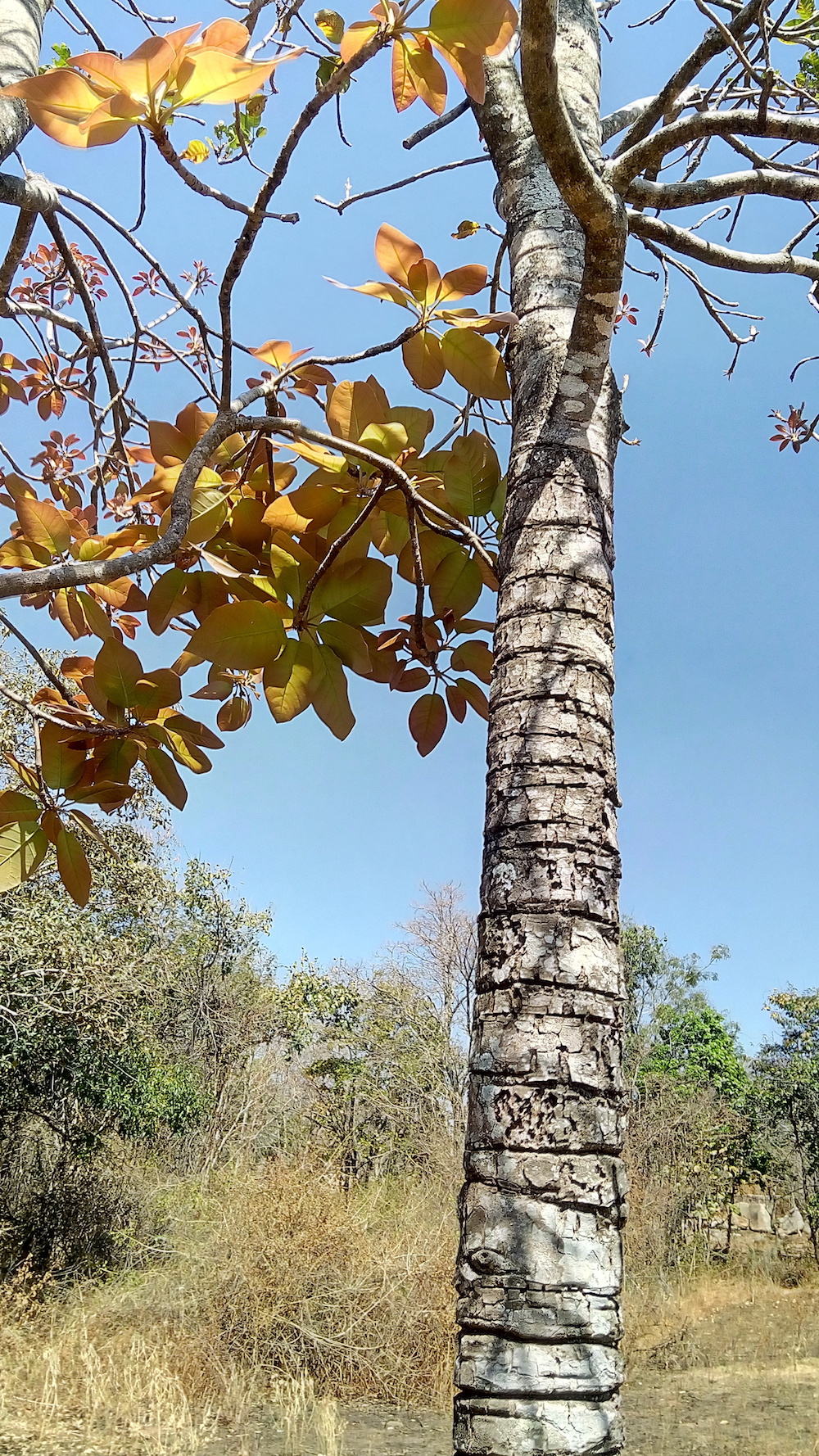 [Photo Essay] A Walk In The Woods Where The Wildflowers Grow — EARTHA