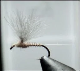 Light Cahill & "Orange" Cahill — Mid Hudson Trout Unlimited